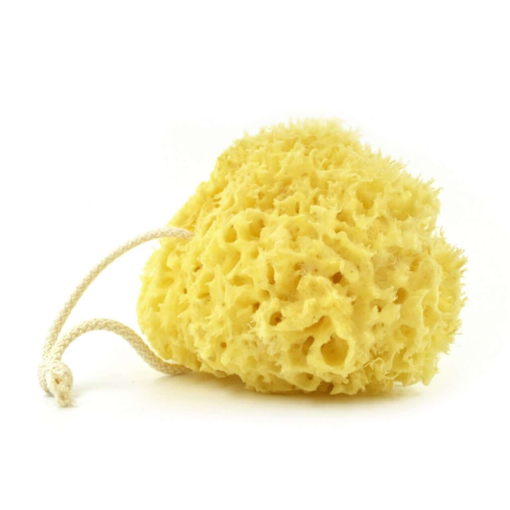 Honeycomb Sea Sponge: Natural Mediterranean Sea Sponge - Lavencia