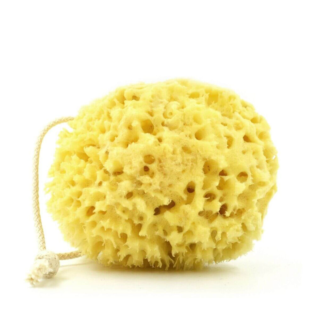 Honeycomb Sea Sponge: Natural Mediterranean Sea Sponge - Lavencia
