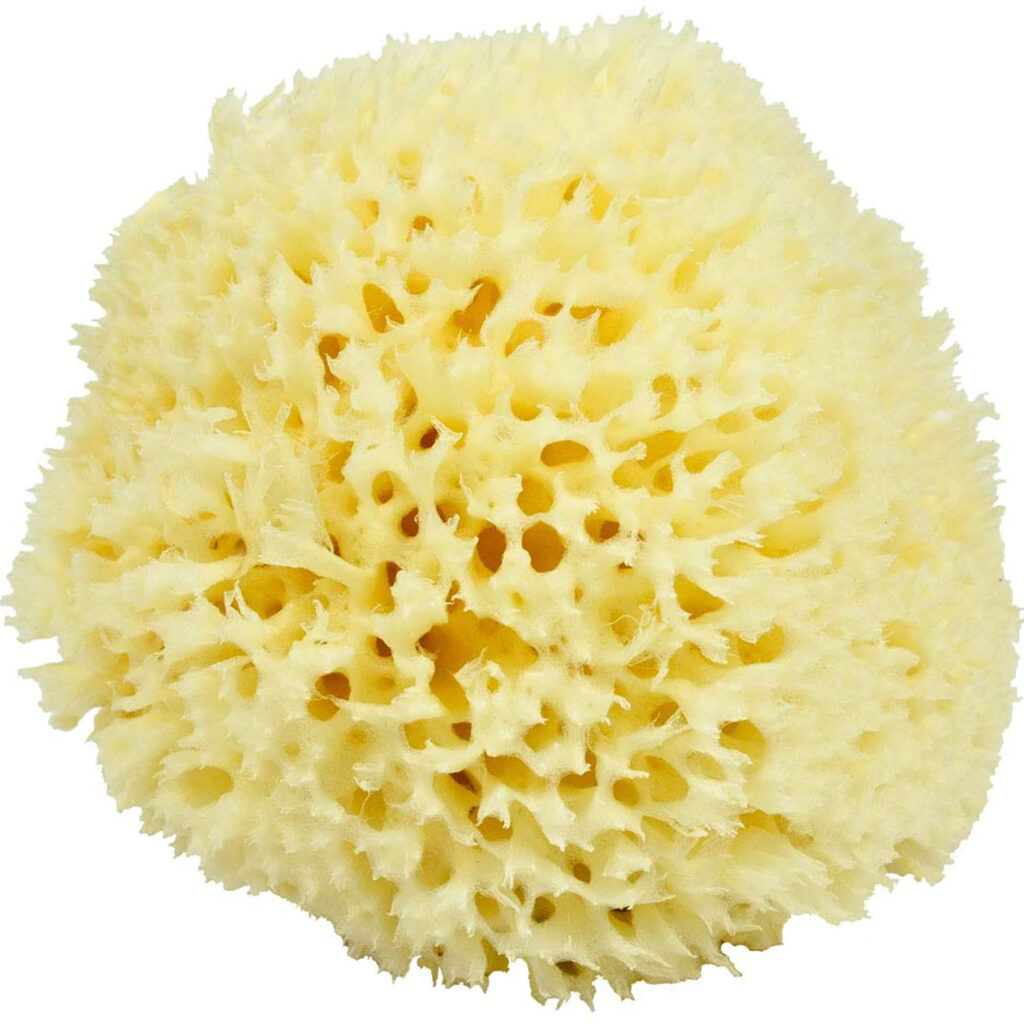 Honeycomb Sea Sponge: Natural Mediterranean Sea Sponge - Lavencia