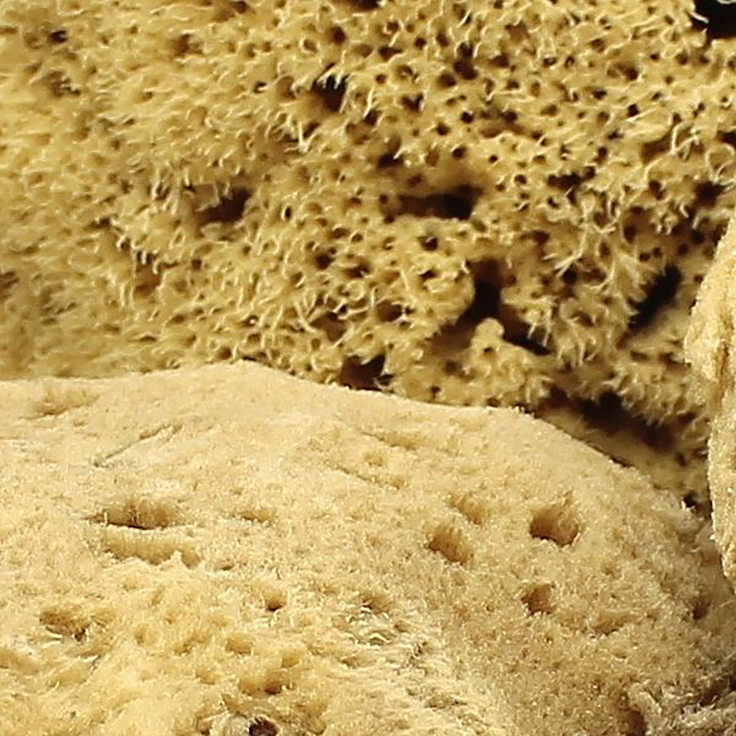 nbleached Silk Fine: Natural Sea Sponge from Greece - Lavencia